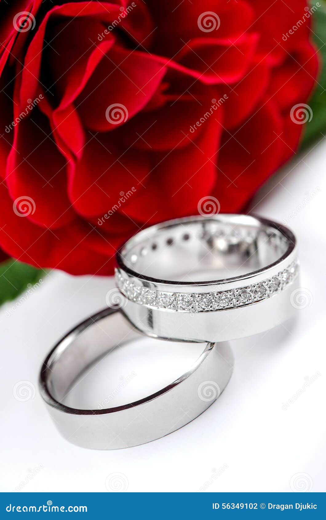 Wedding rings and red rose stock photo. Image of holiday - 56349102