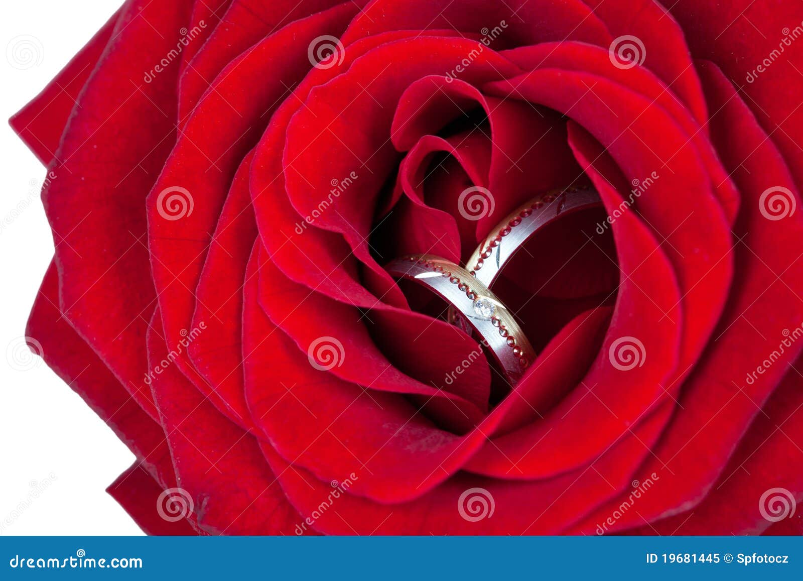 Wedding rings on a rose stock image. Image of card, band - 19681445