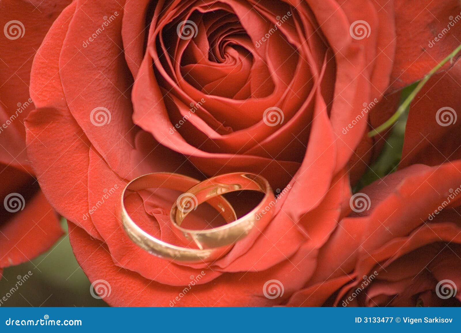 Wedding Rings In The Rose Picture. Image: 3133477