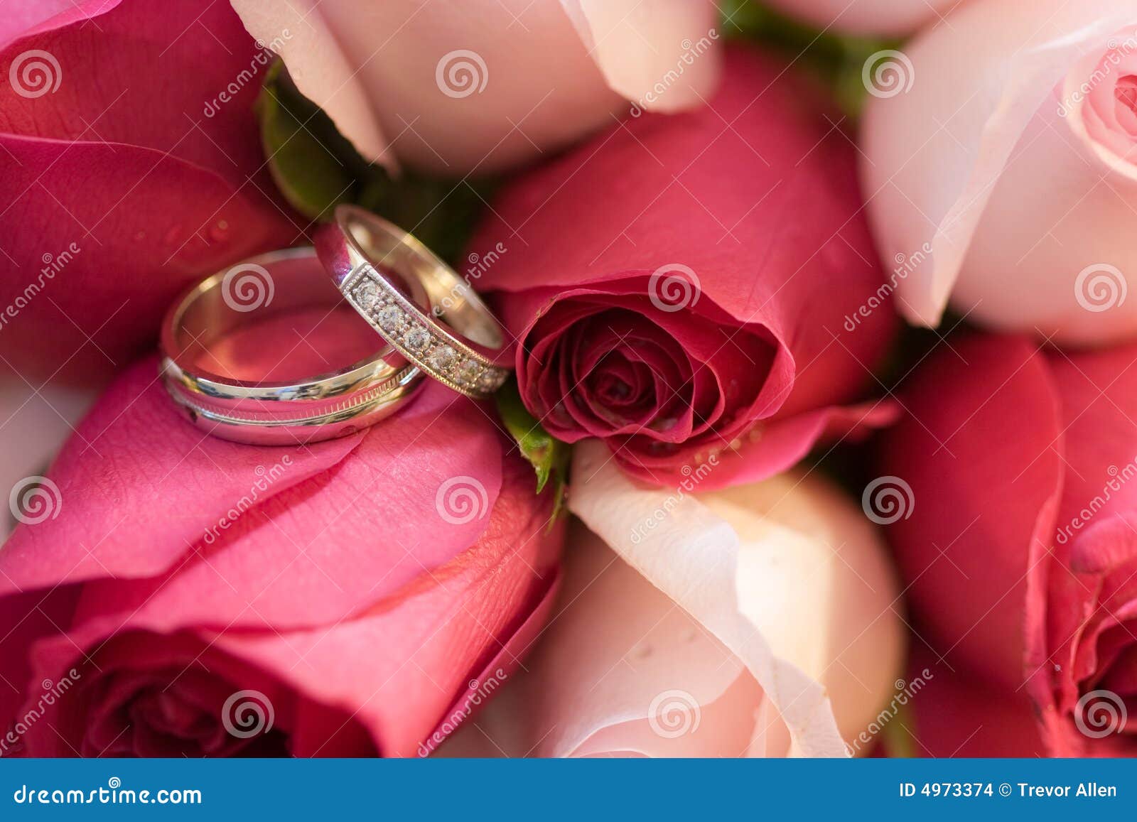 Wedding Rings in Roses stock photo. Image of pretty, groom - 4973374