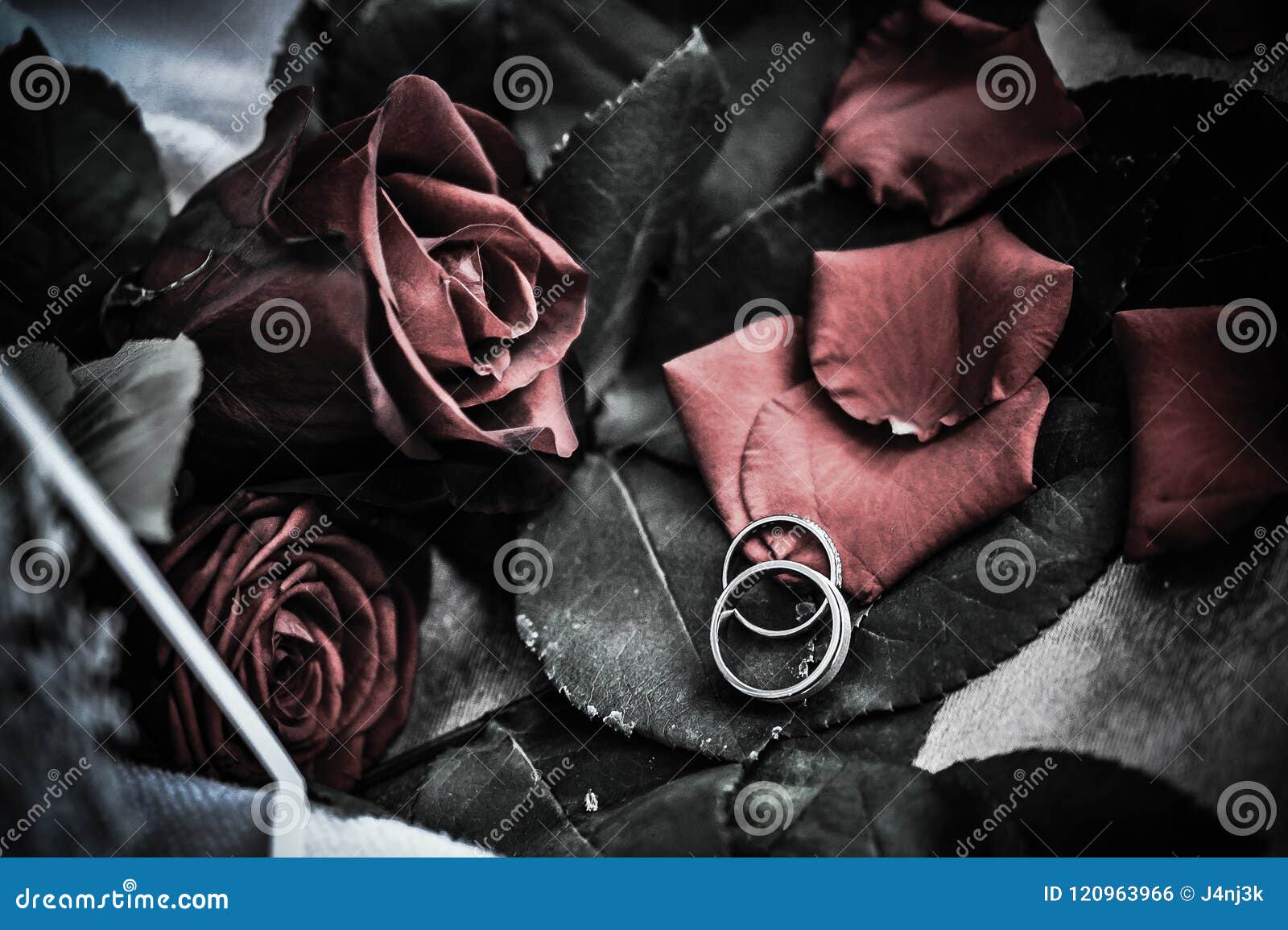 Wedding rings on roses stock photo. Image of engagement - 120963966