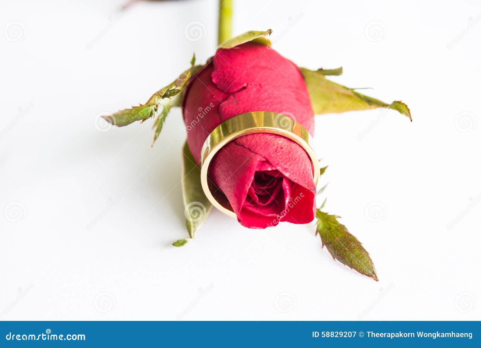 Wedding rings and roses stock image. Image of romance - 58829207