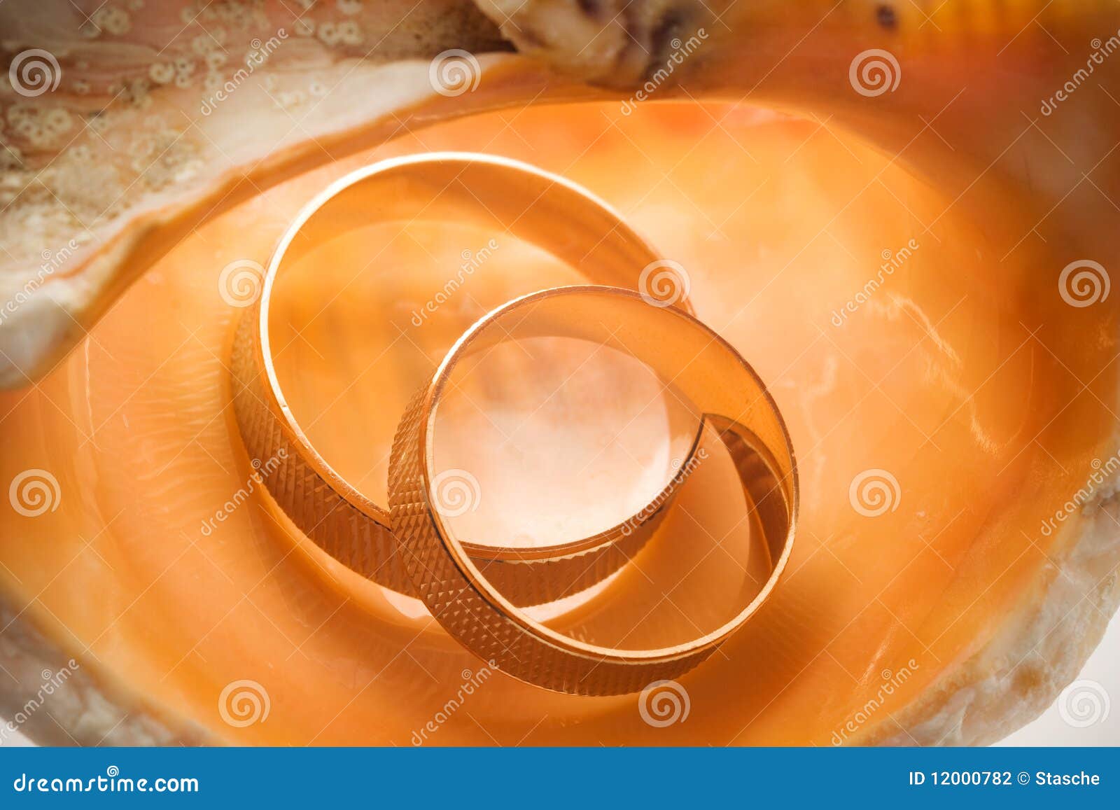Gold Wedding Rings in Seashells Stock Photo - Image of couple, shiny ...
