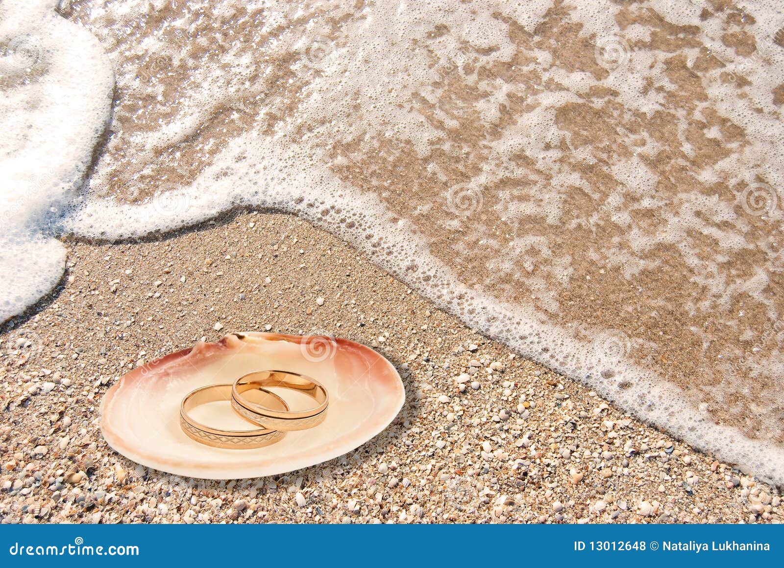 Wedding rings in a shell stock photo. Image of people - 13012648