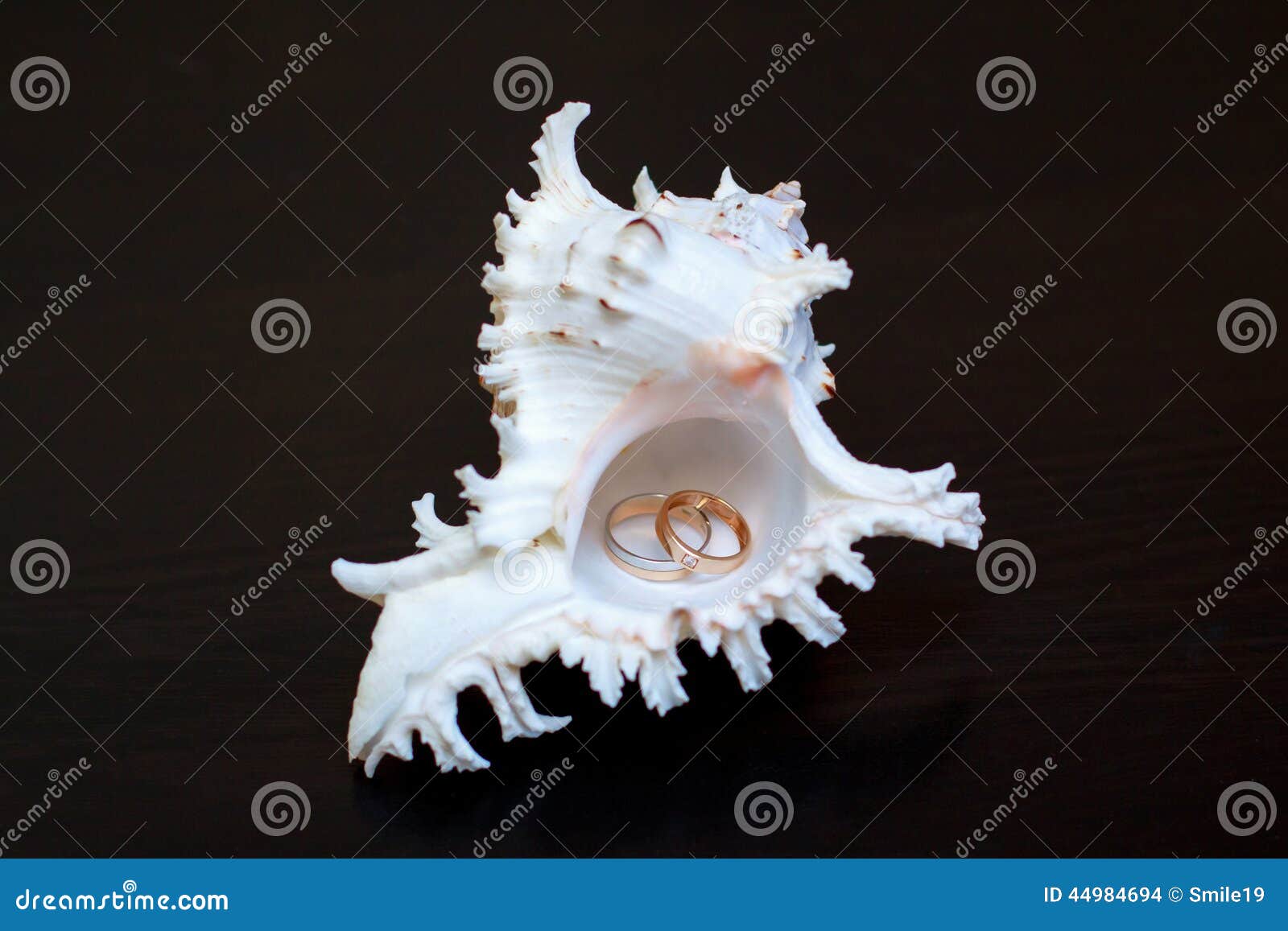 Wedding rings in a shell stock photo. Image of jeweler - 44984694
