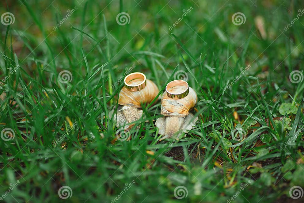 Wedding rings on snails stock image. Image of table, concept - 75838527