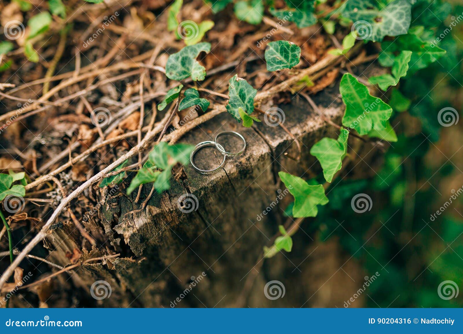 Wedding rings on the stump stock photo. Image of macro - 90204316