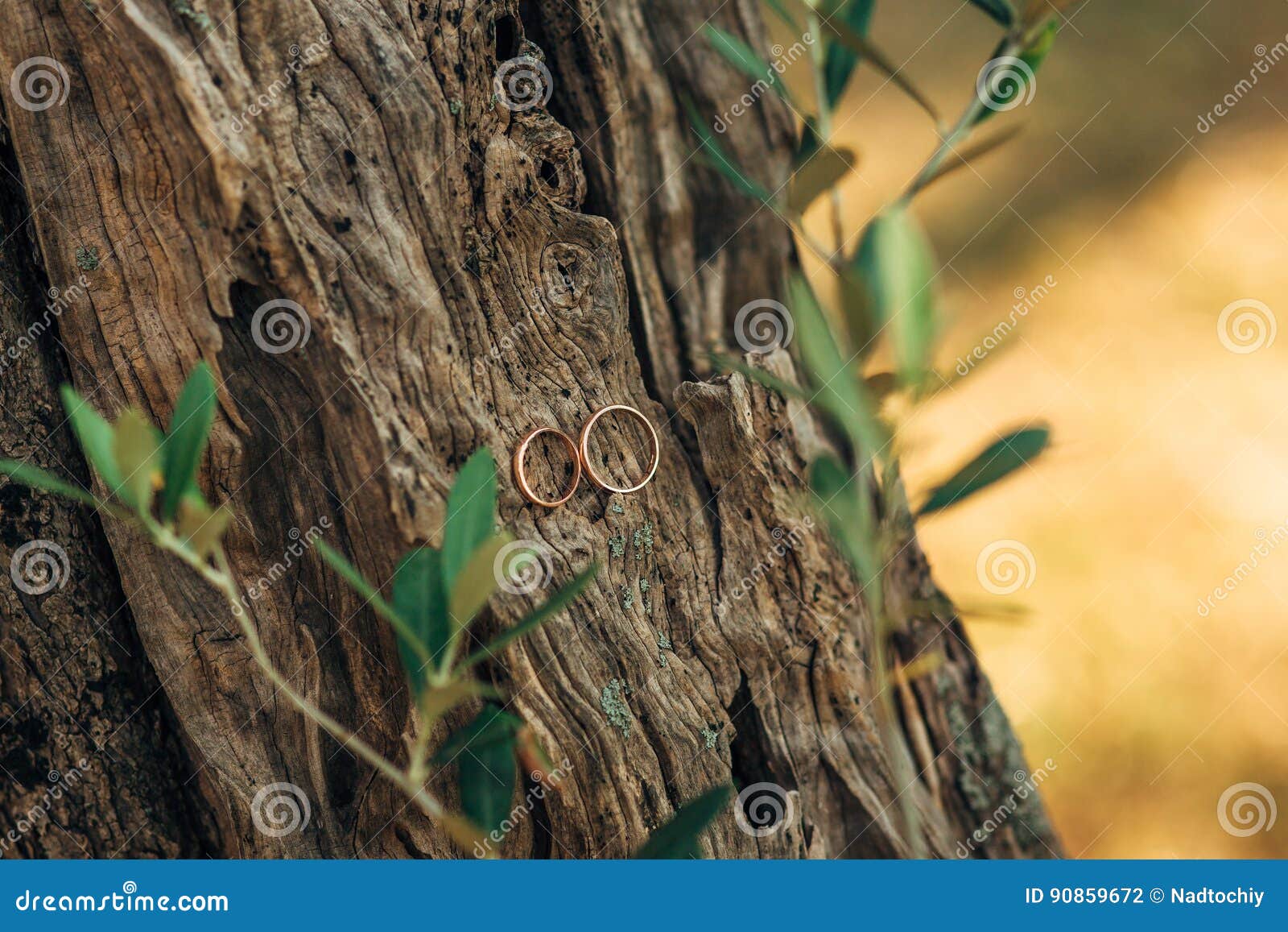 Wedding Rings on a Thread in the Olive Tree Stock Photo - Image of ...