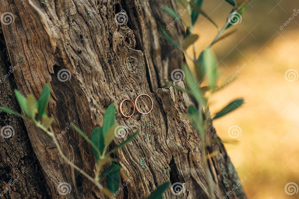 Wedding Rings on a Thread in the Olive Tree Stock Photo - Image of ...