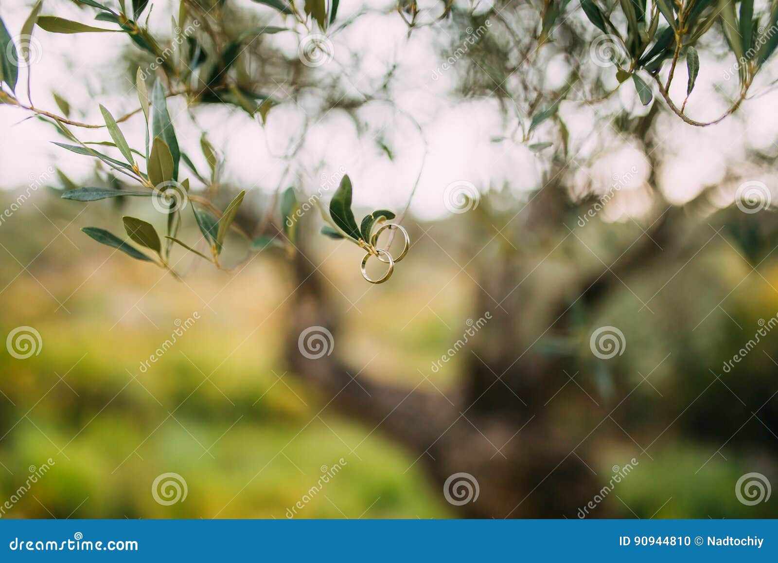 Wedding Rings on a Thread in the Olive Tree Stock Photo - Image of ...