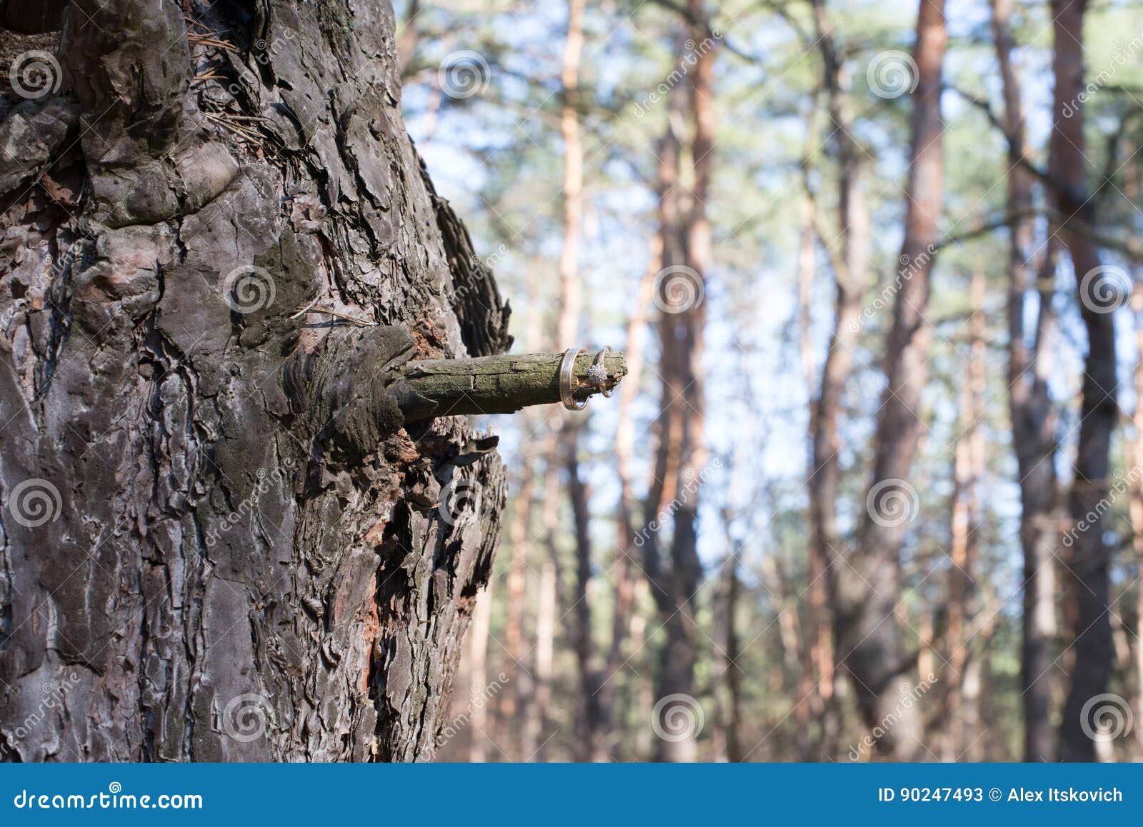 Wedding Rings on a Tree Bark. Stock Image - Image of bark, detail: 90247493