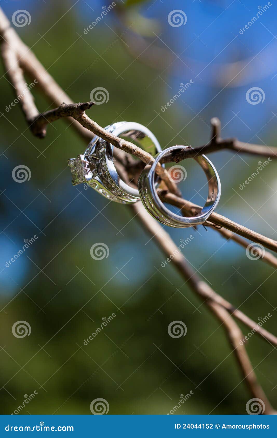 Wedding Rings on Tree Branch Stock Photo - Image of background ...