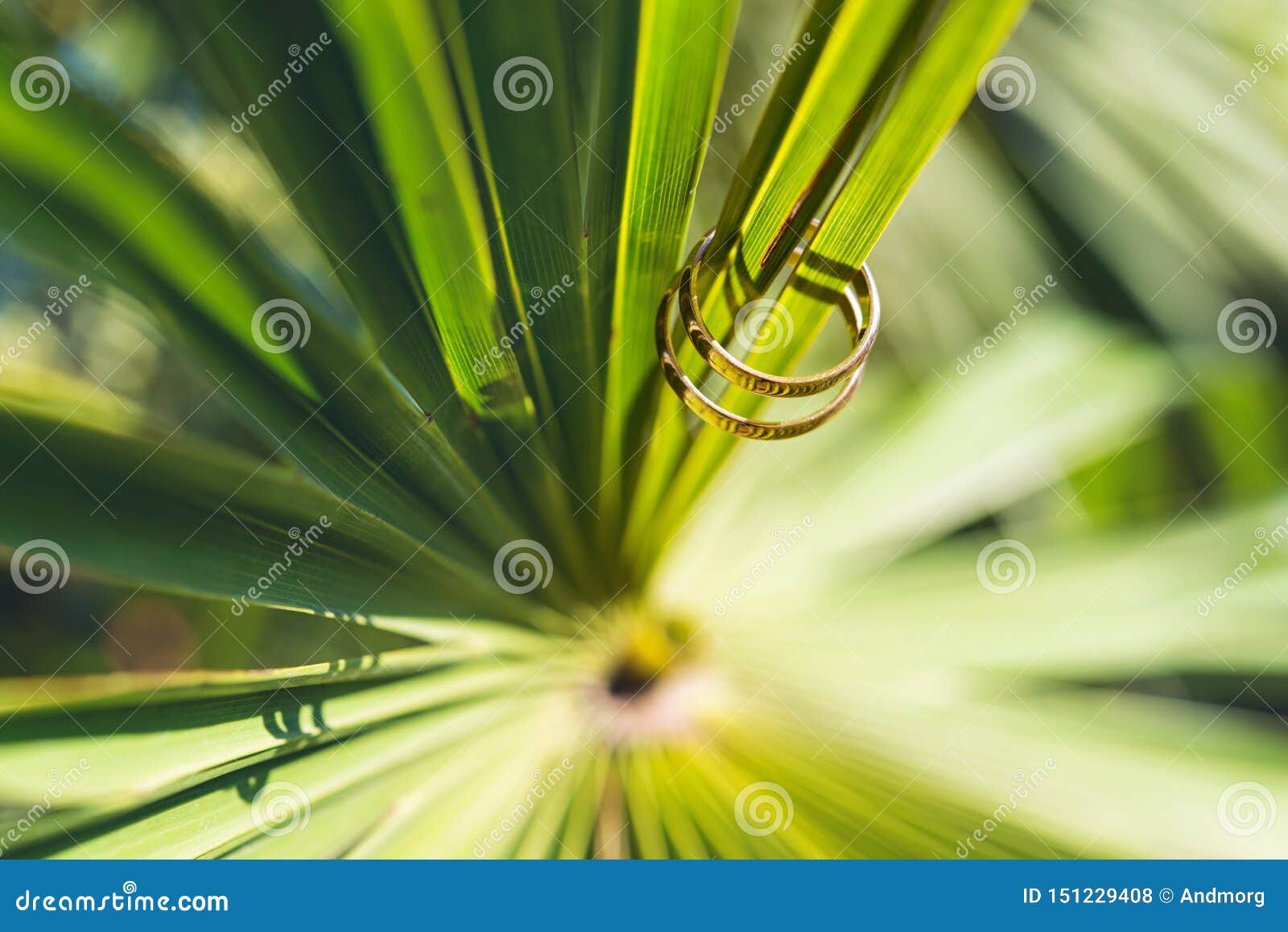 6,429 Ceremony Hanging Photos - Free & Royalty-Free Stock Photos from ...