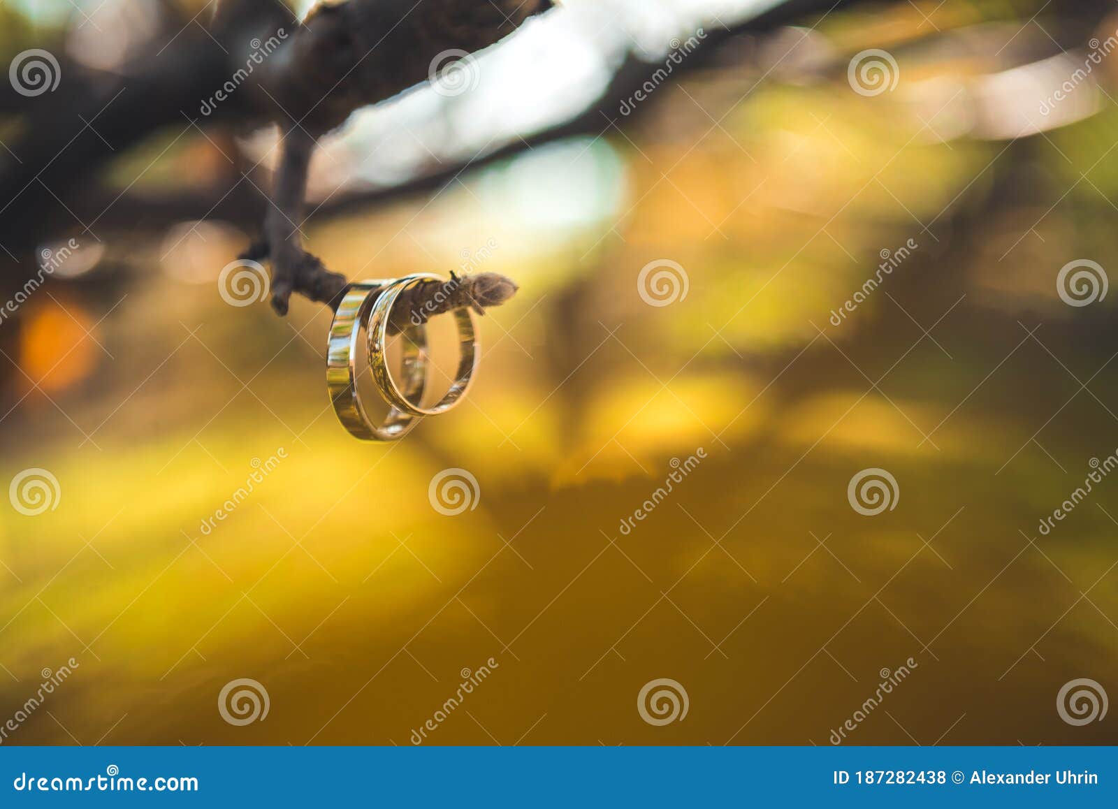 Wedding Rings on a Tree Branch. Stock Photo - Image of diamond ...