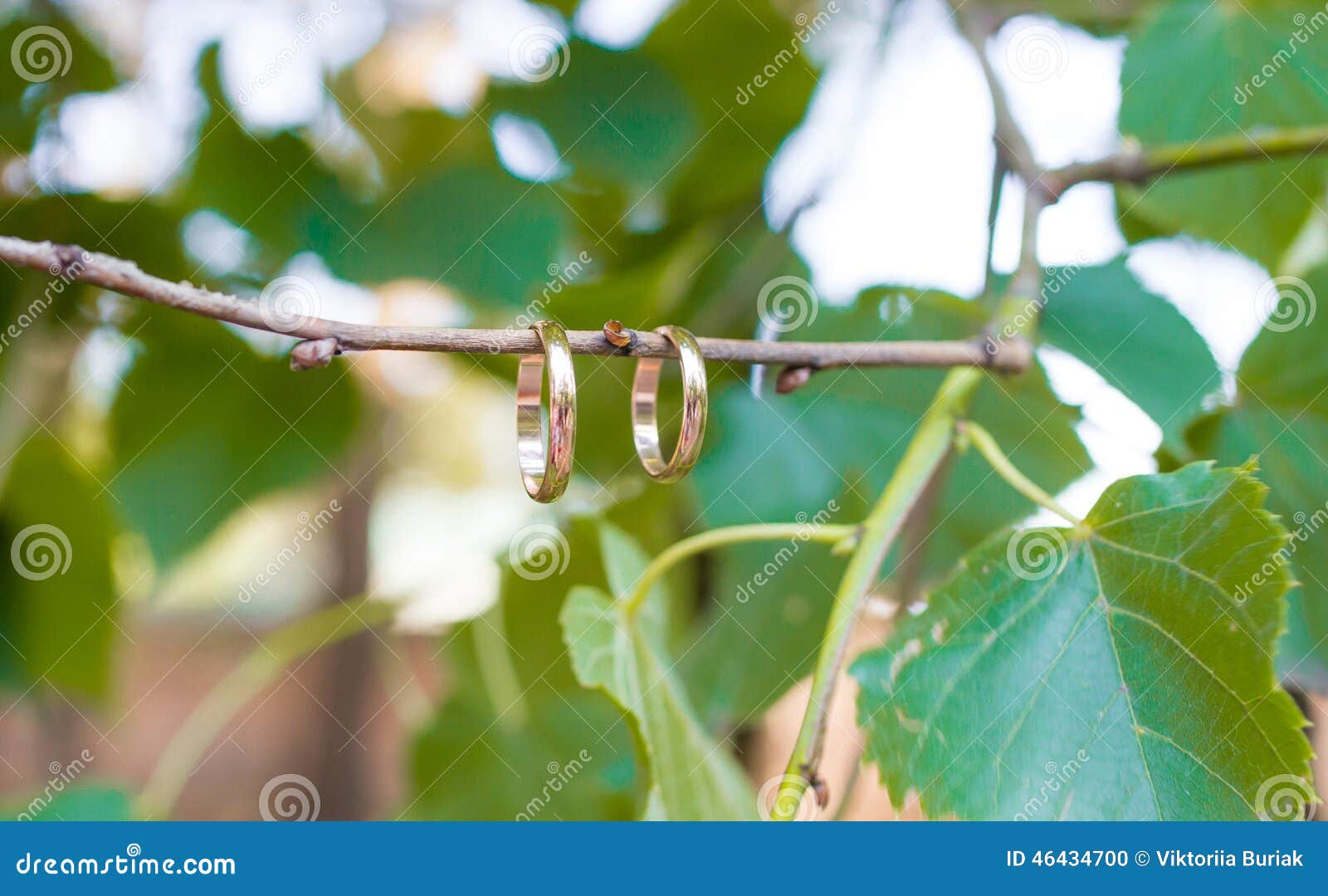 Wedding rings on a tree stock photo. Image of rings, gold - 46434700