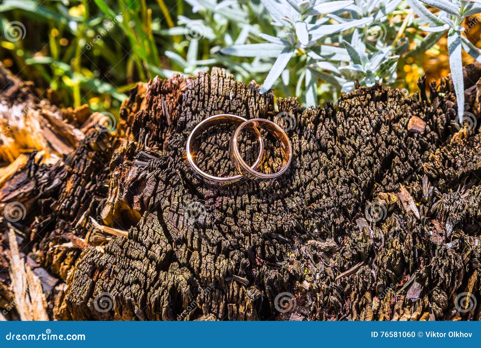 Wedding Rings on a Tree Stump Stock Photo - Image of gold, colorado ...