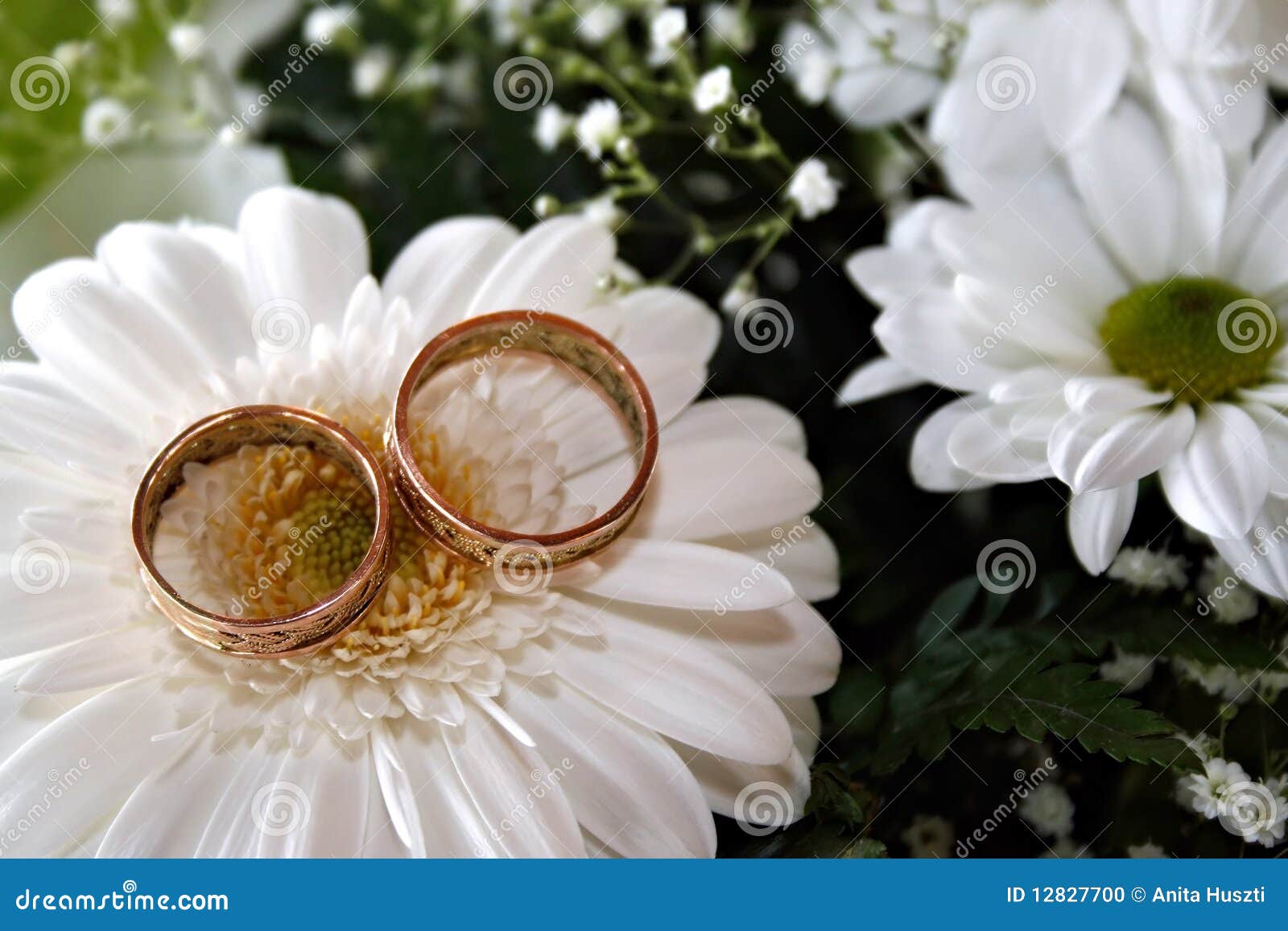 Wedding Rings on White Daisy Stock Photo - Image of golden, flower ...