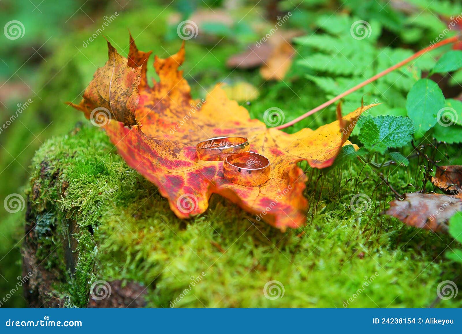 Wedding Rings on a Yellow Leaf in the Forest Stock Photo - Image of ...
