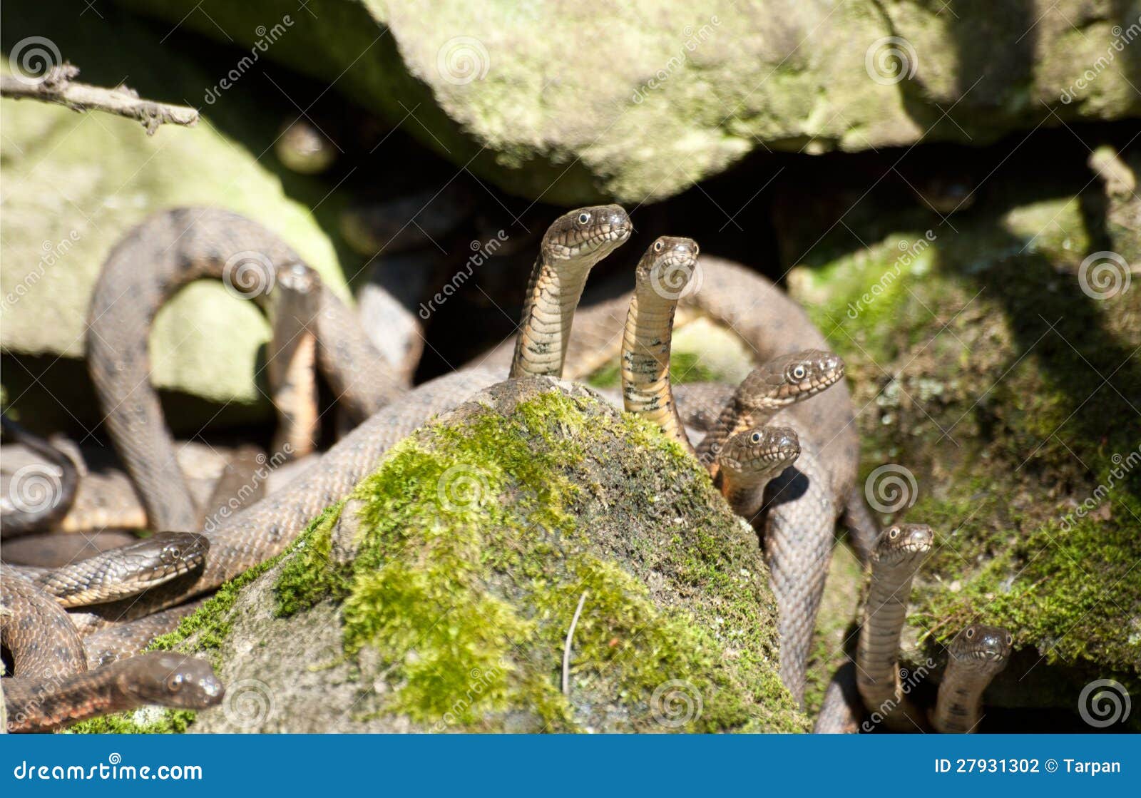 Wedding Water Snakes (Natrix Tessellata). Stock Photo - Image of cold ...
