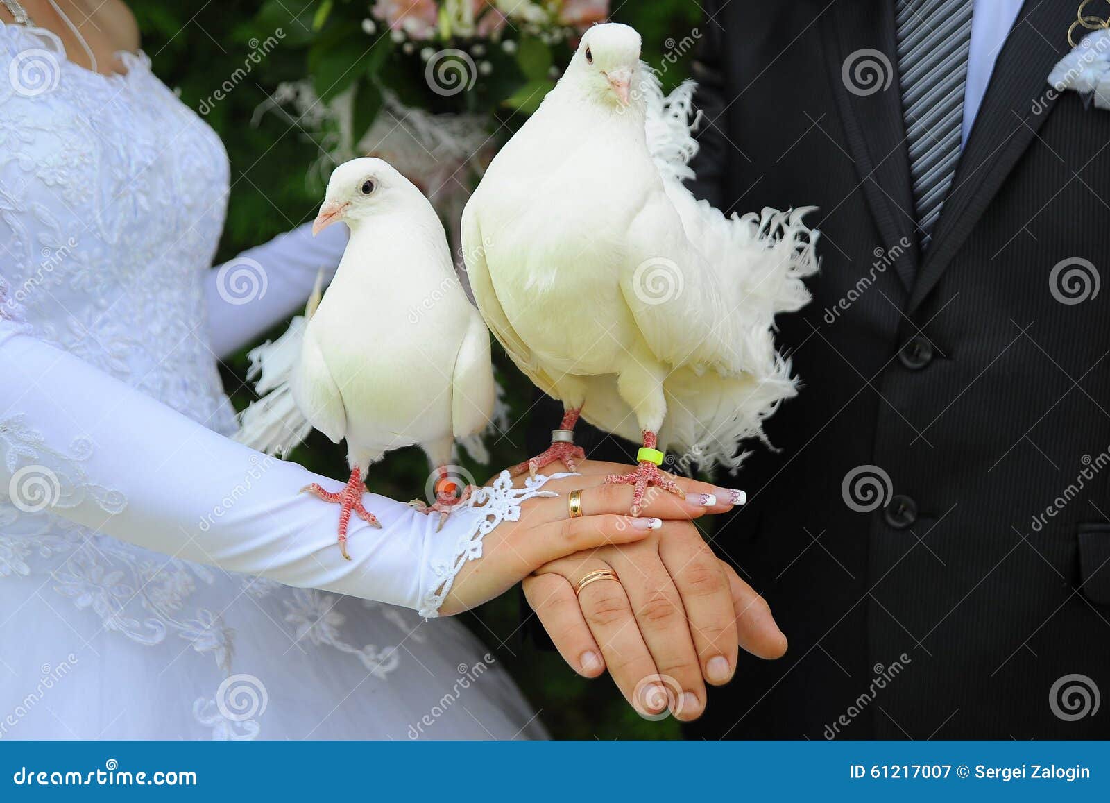 Weddings birds stock image. Image of caucasian, cheerful - 61217007