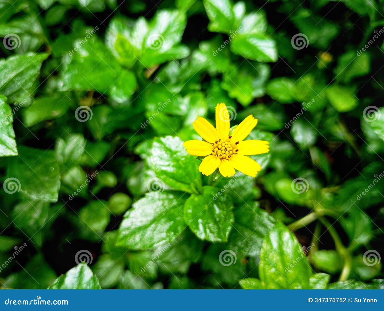 The Wedelia Plant is a Potentially Medicinal Weed that Has a ...