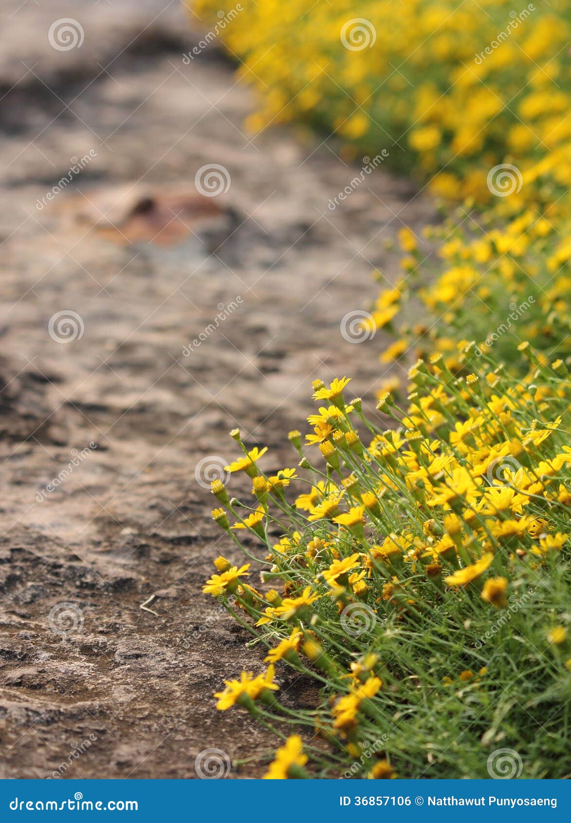 Wedelia Trilobata in the Garden Stock Photo - Image of bright, creeping ...