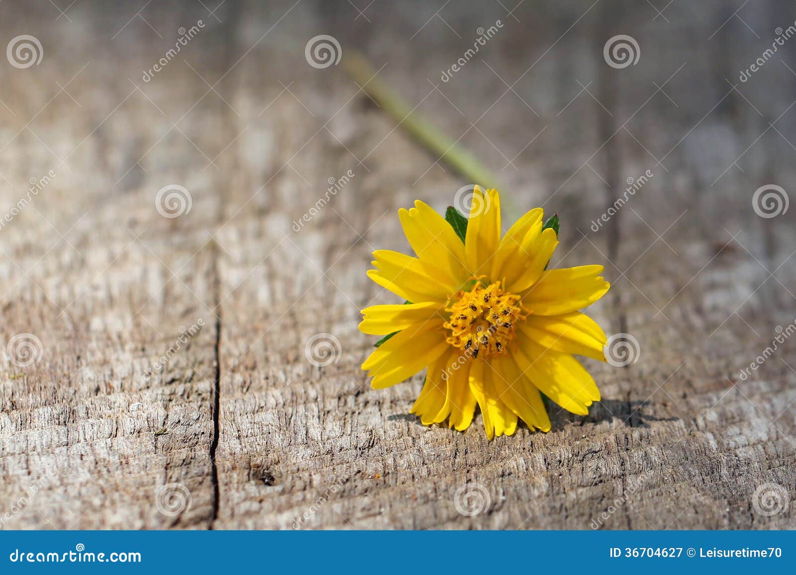 Wedelia Trilobata on Tree Bark Stock Image - Image of growth, ornate ...