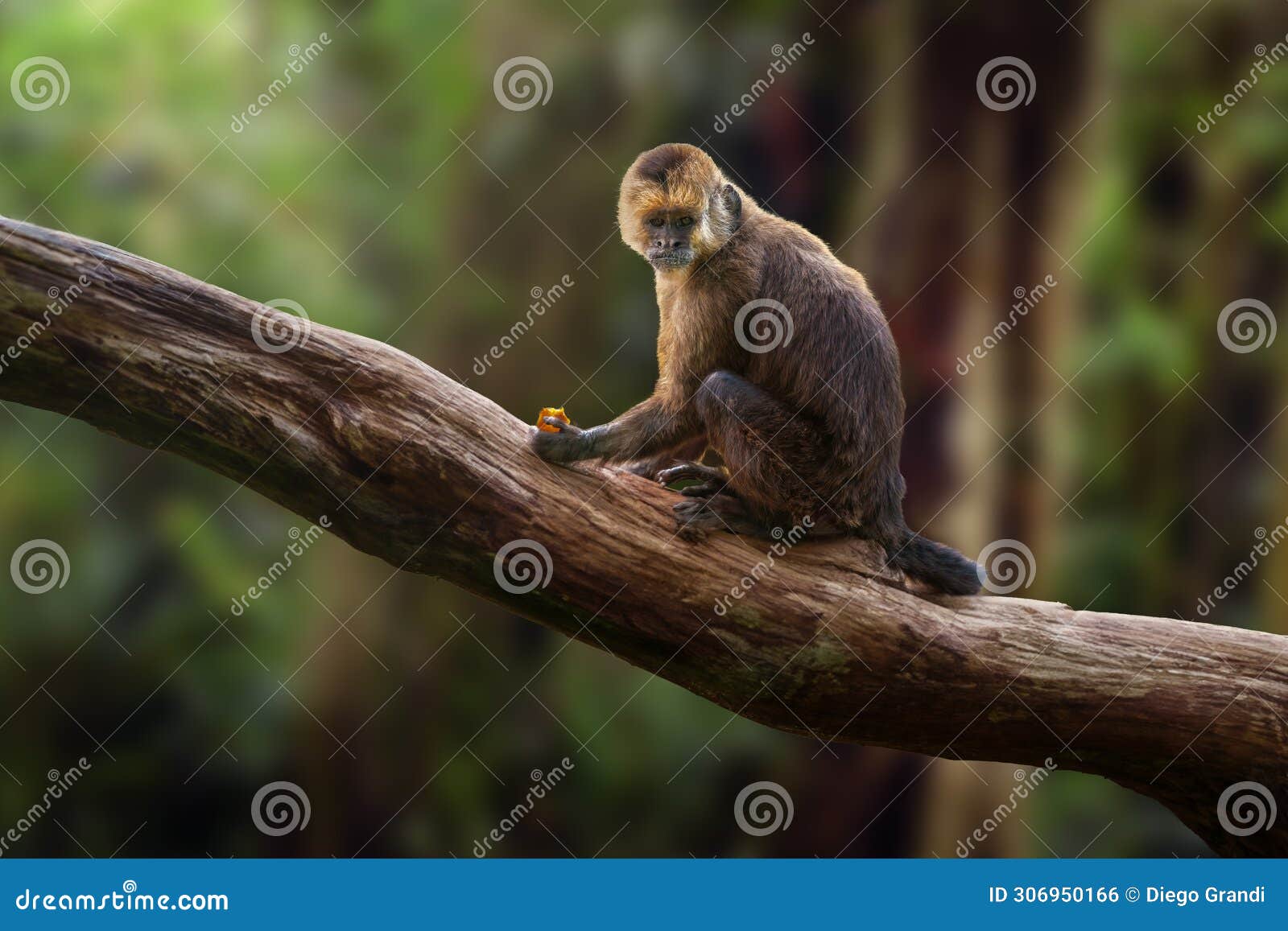 Wedge-capped Capuchin Monkey Stock Photo - Image of capped, world ...