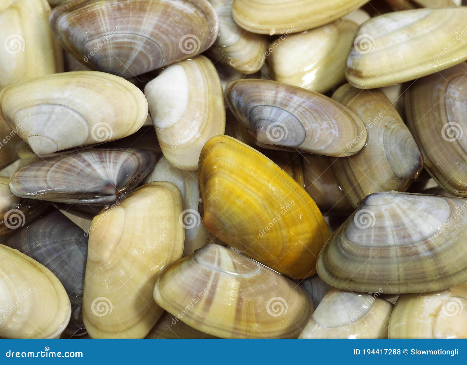 WEDGE SHELL Donax Trunculus Stock Photo - Image of shop, life: 194417288