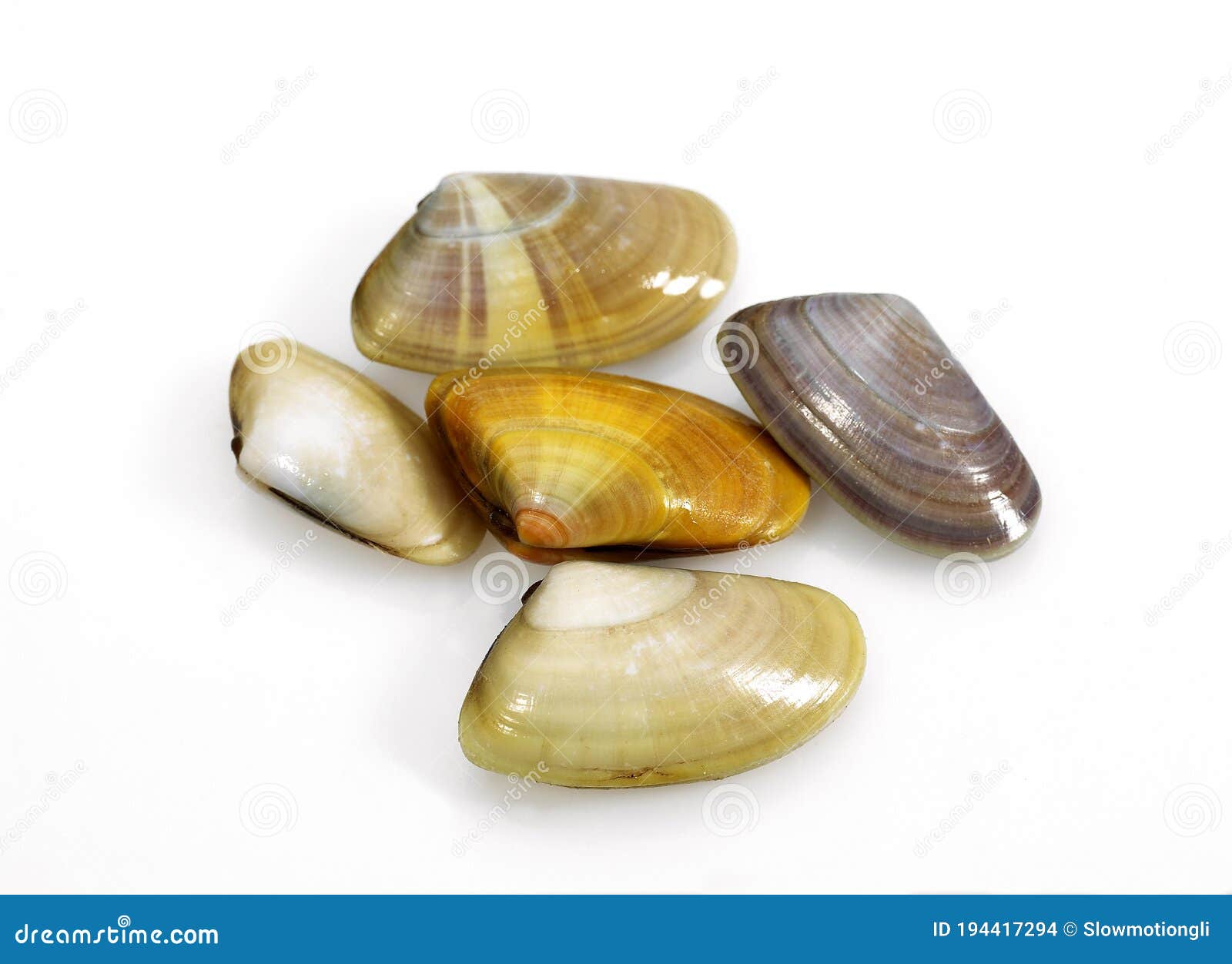 WEDGE SHELL Donax Trunculus AGAINST WHITE BACKGROUND Stock Photo ...