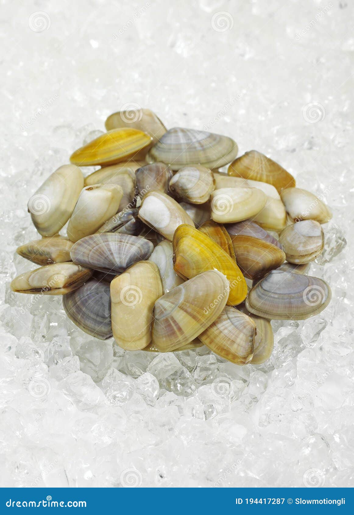 WEDGE SHELL Donax Trunculus on ICE Stock Image - Image of life, mollusc ...
