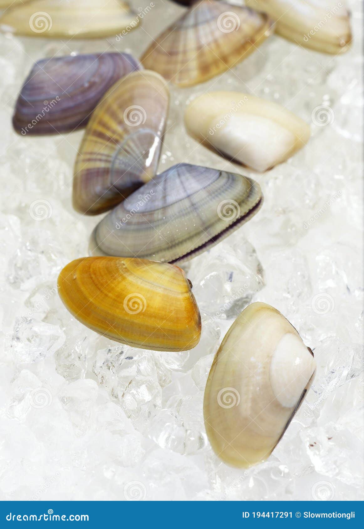 Donax Trunculus, An Edible Species Of Saltwater Clam, A Bivalve Stock ...