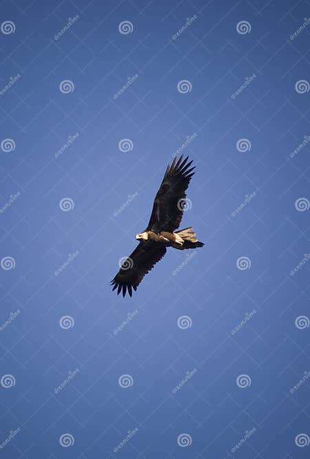 Wedge-tail Eagle stock image. Image of lift, elegance - 15245397