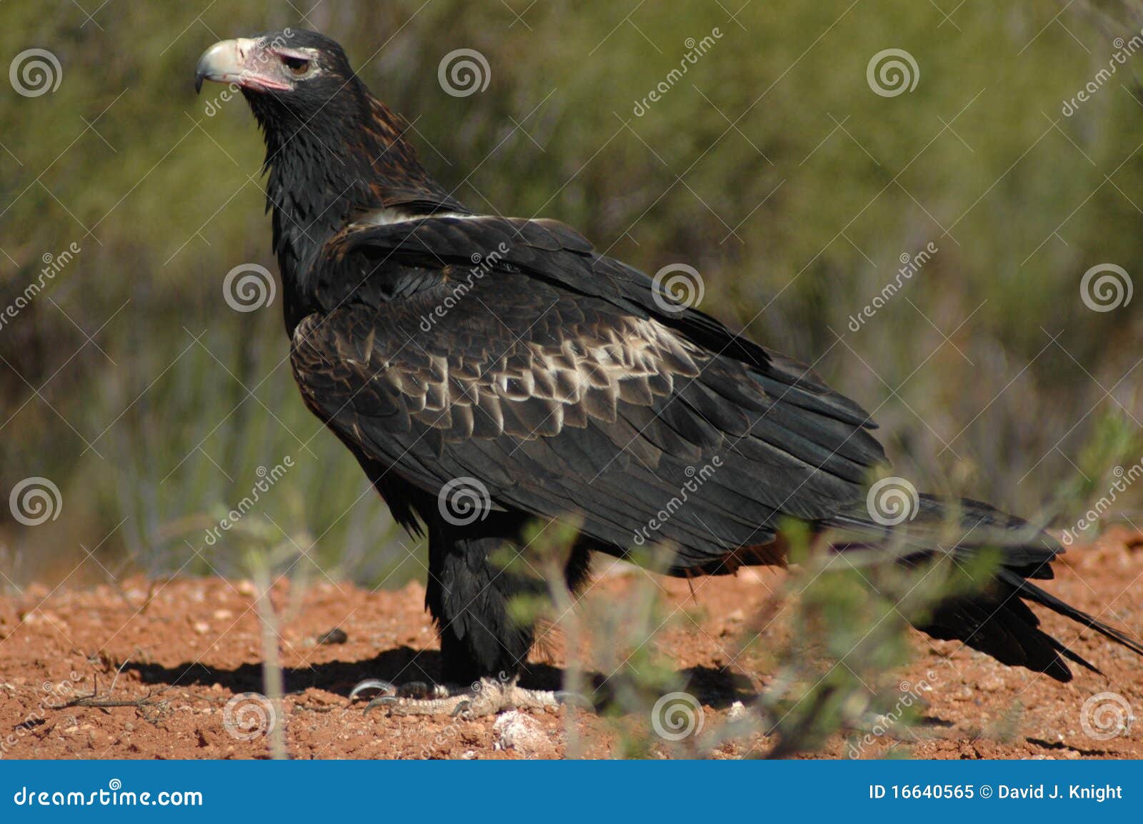Wedge Tail Eagle stock image. Image of bird, raptor, feathers - 16640565