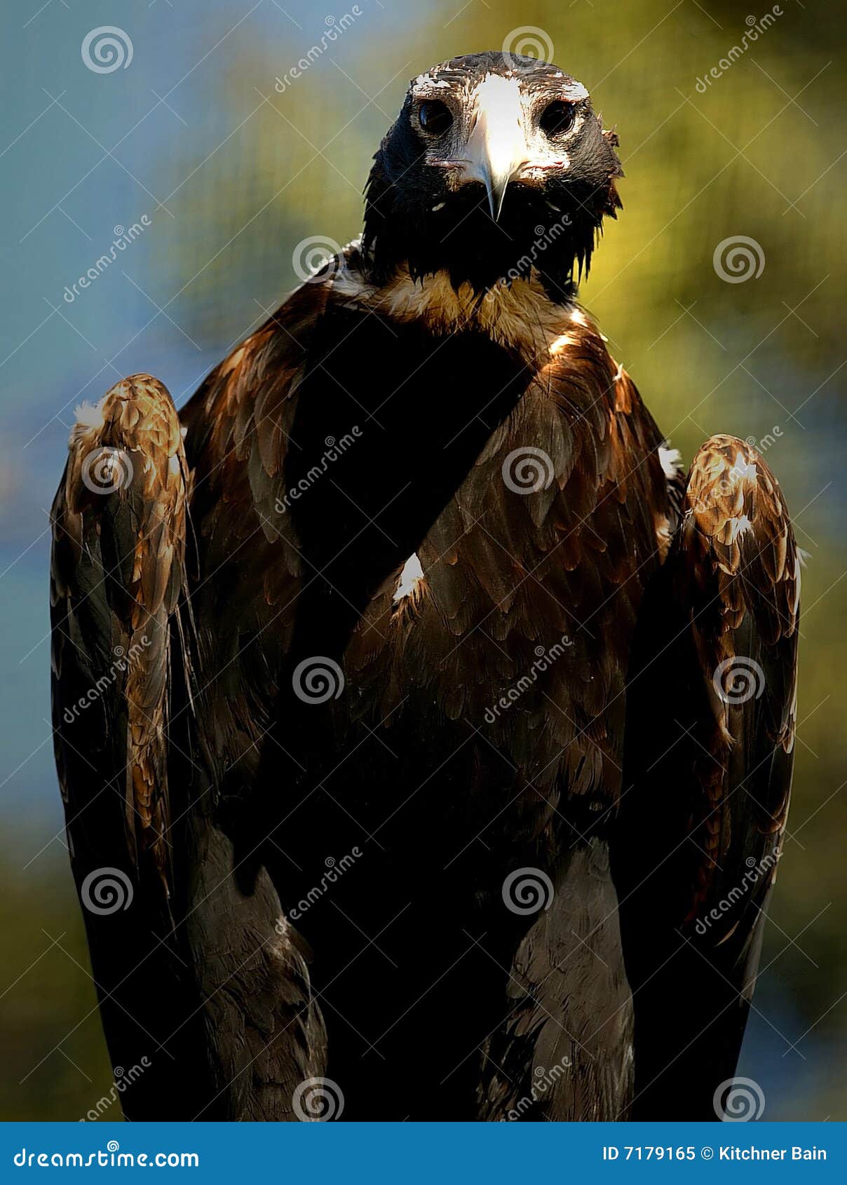 Wedge Tail Eagle stock image. Image of large, prey, nature - 7179165