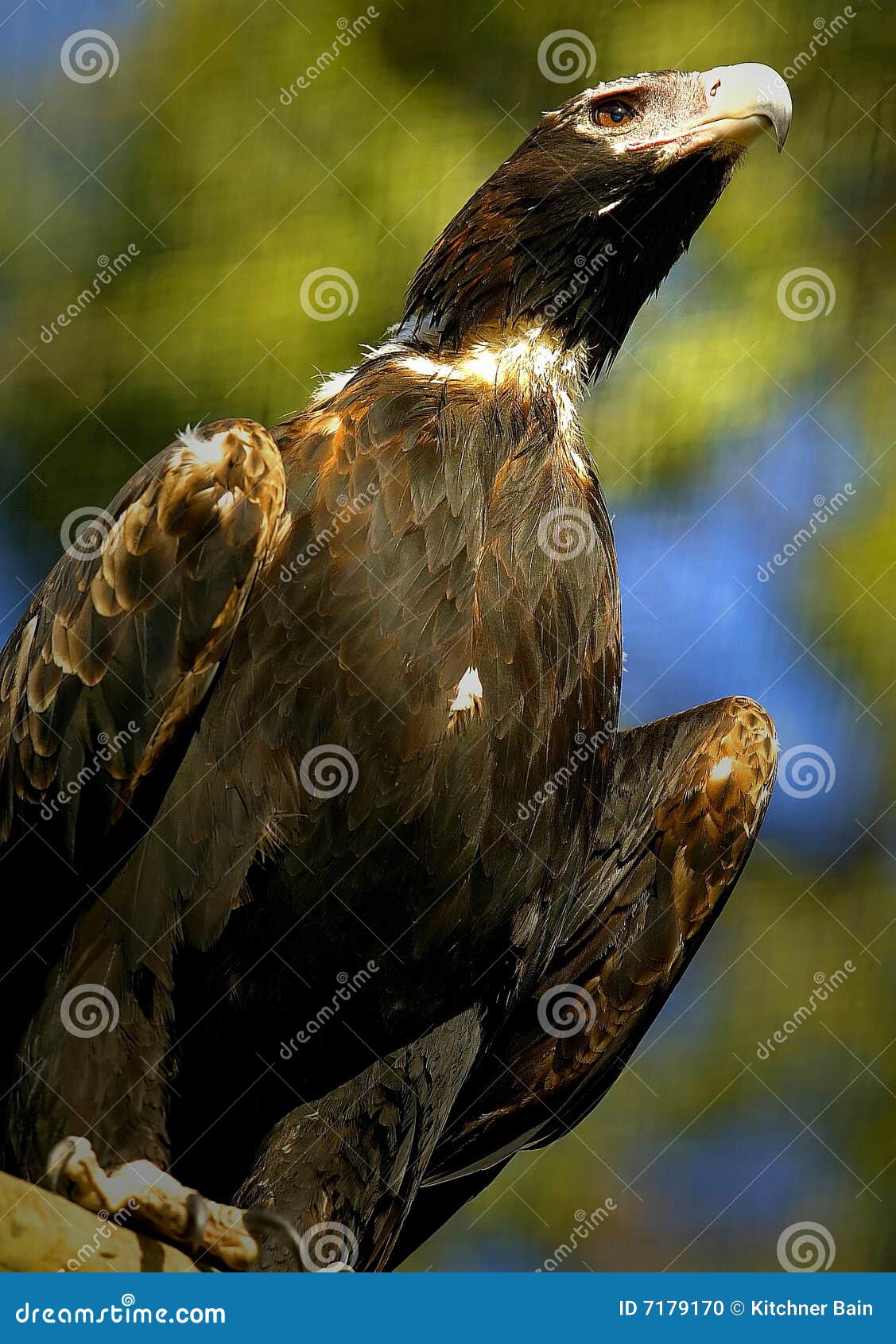 Wedge Tail Eagle stock photo. Image of eagles, birds, bird - 7179170