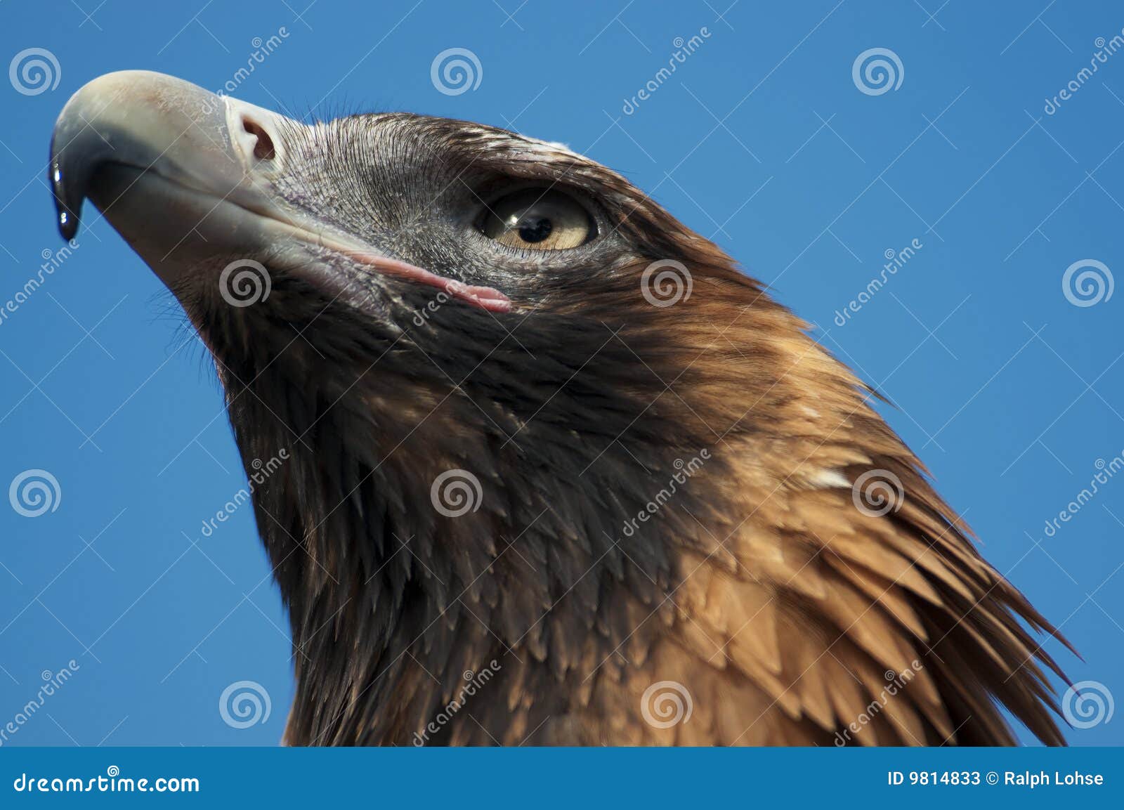Wedge Tail Eagle stock image. Image of eagle, travel, australia - 9814833