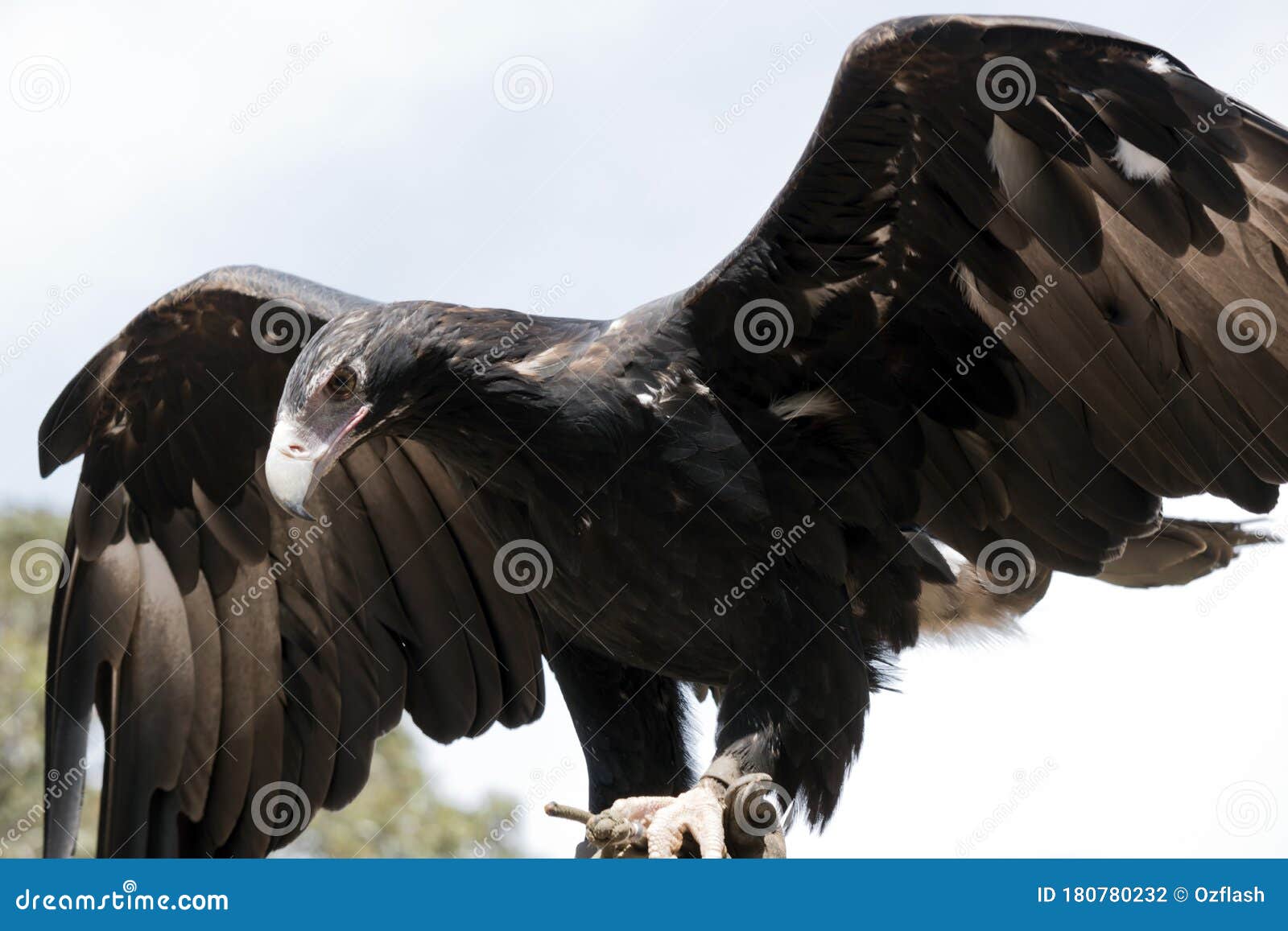 The Wedge Tail Eagle is Flapping His Wings for Balance Stock Photo ...