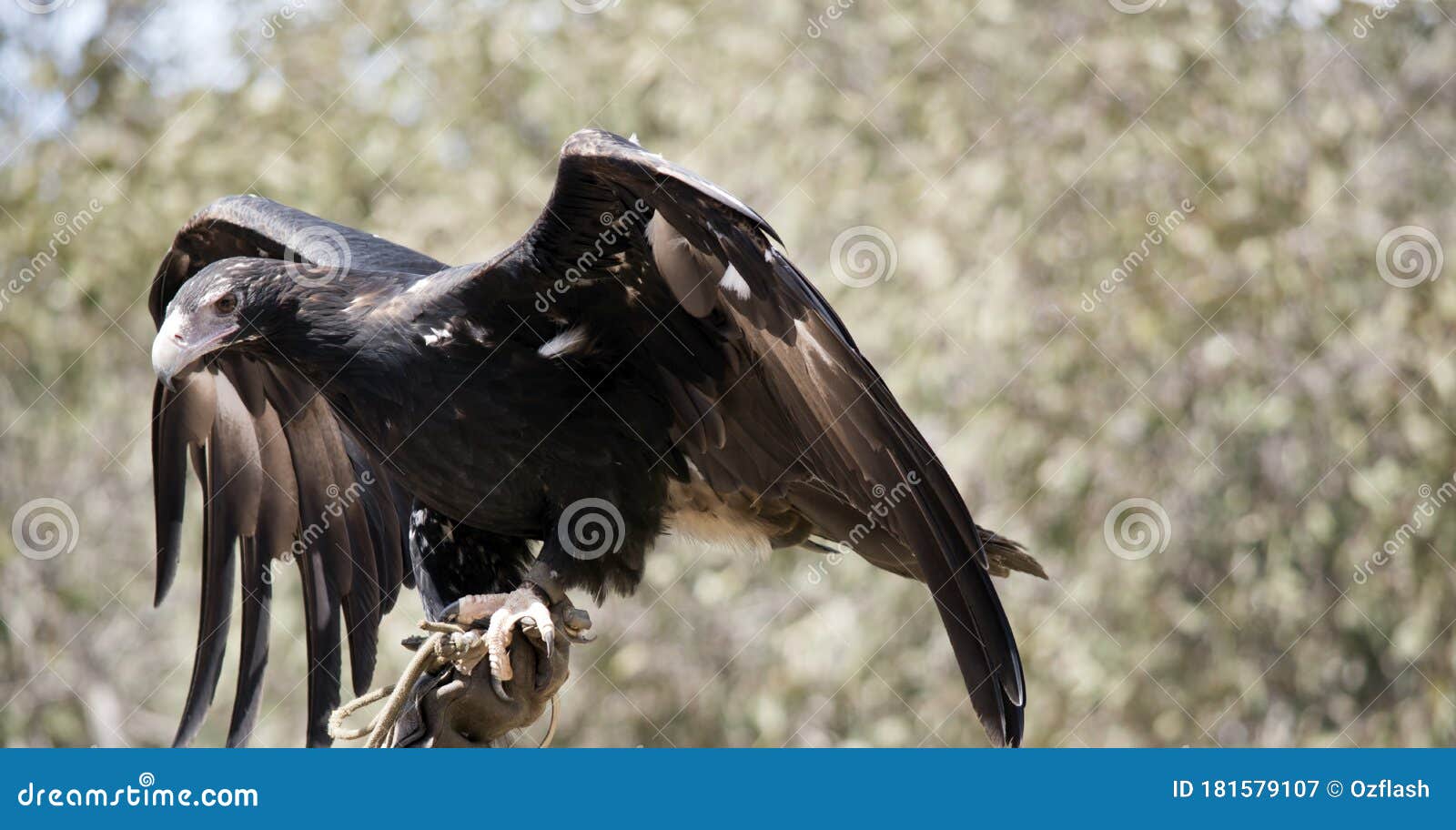 The Wedge Tail Eagle is Flapping His Wings for Balance Stock Image ...