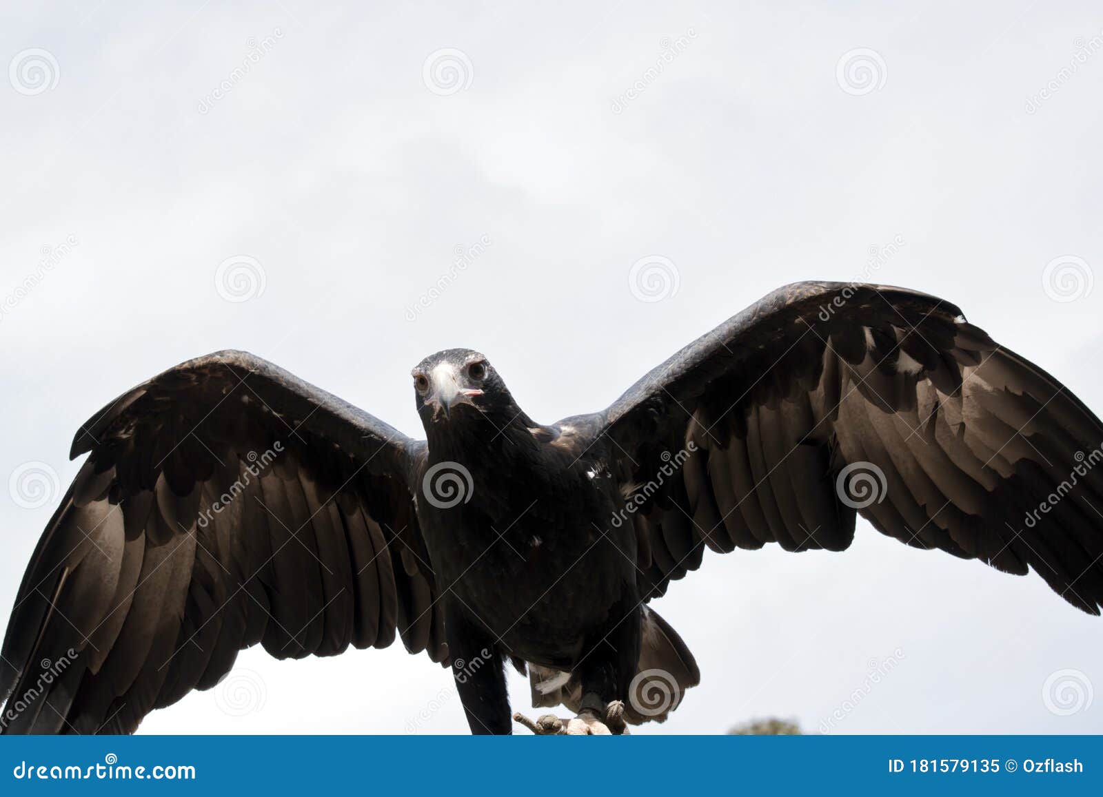 The Wedge Tail Eagle is Flapping His Wings for Balance Stock Image ...