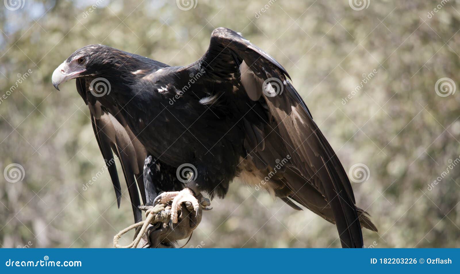 The Wedge Tail Eagle is Flapping His Wings for Balance Stock Photo ...