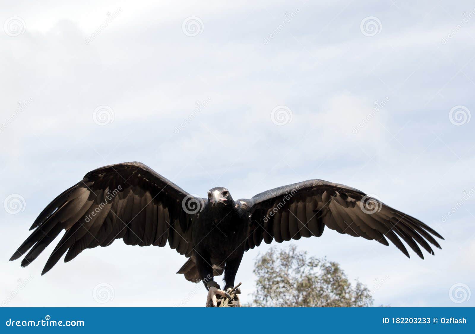 The Wedge Tail Eagle is Flapping His Wings for Balance Stock Image ...