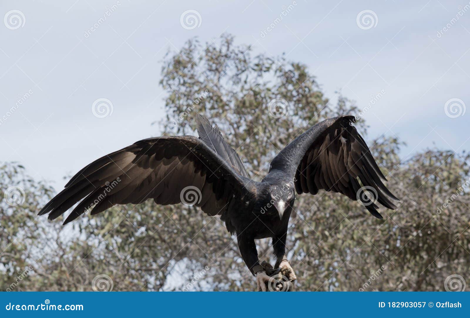 The Wedge Tail Eagle is Flapping His Wings for Balance Stock Image ...