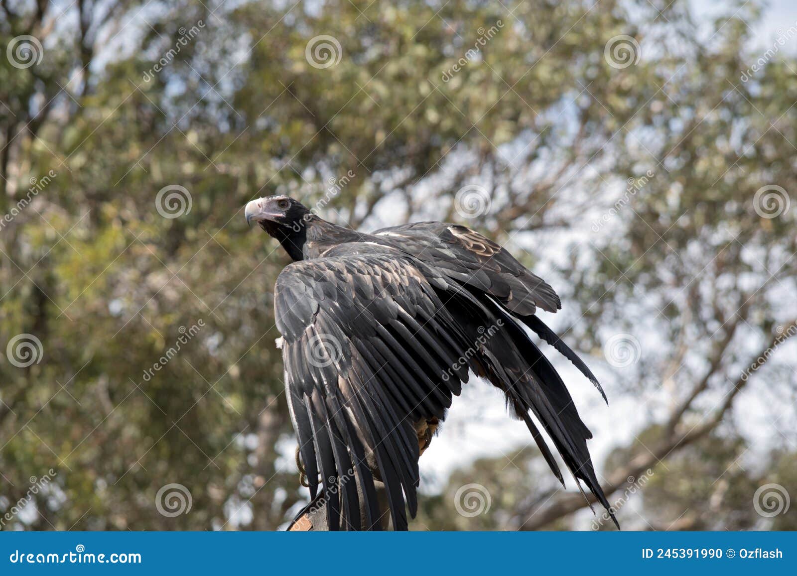 The Wedge Tail Eagle is Flapping Its Wings Stock Photo - Image of wings ...