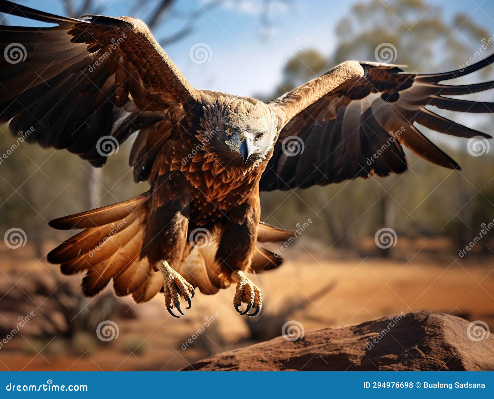 Australian Wedge-tailed Eagle Perch Drawing Cartoon Vector ...