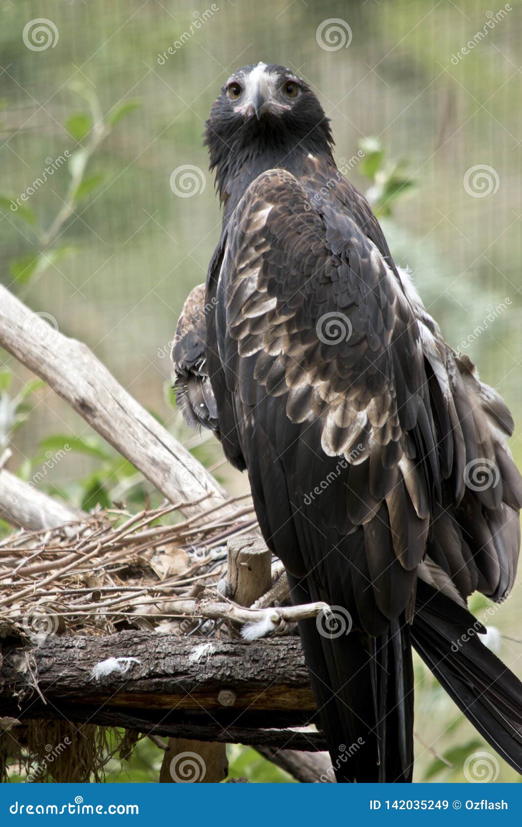 Wedge tail eagle stock image. Image of nest, brown, prey - 142035249