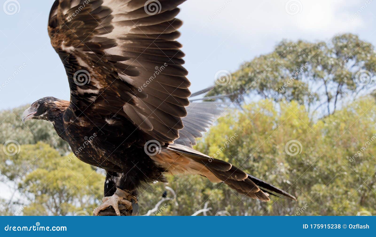 The Wedge Tail Eagle is Using His Wings To Balance Stock Photo - Image ...