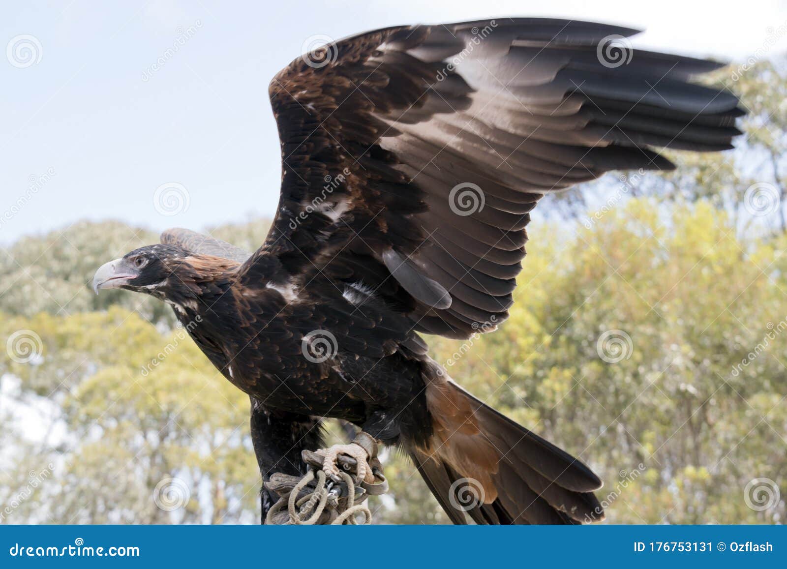 The Wedge Tail Eagle is Using His Wings To Balance Stock Image - Image ...