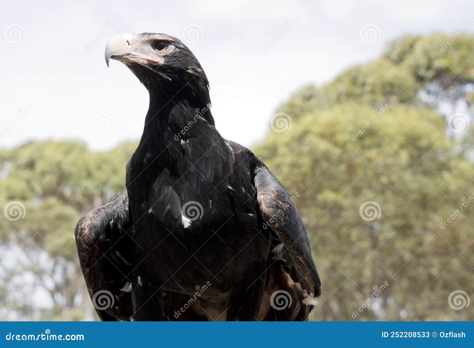The Wedge Tail Eagles Feathers Get Darker As they Age Stock Image ...