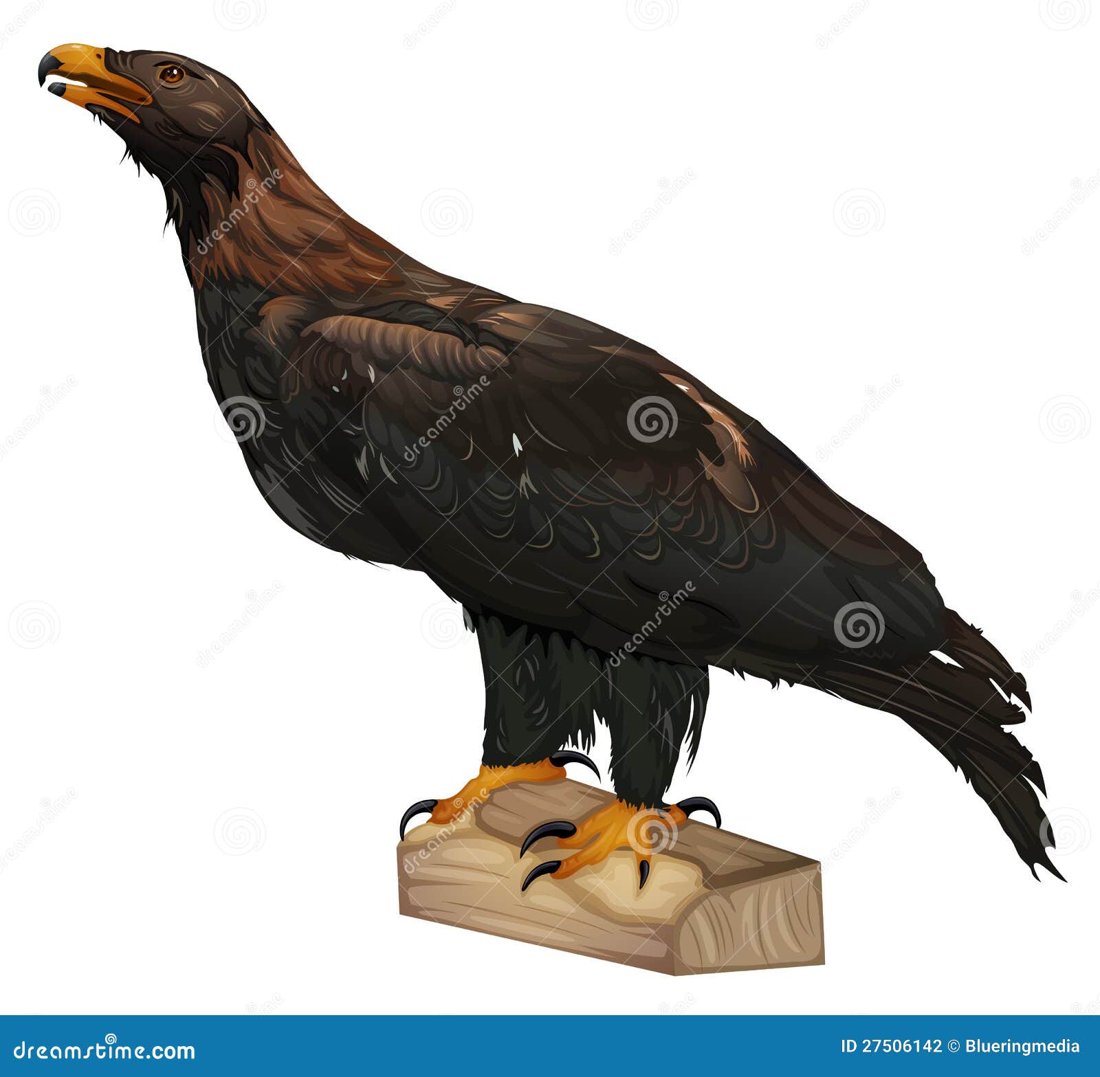 Wedge-tailed Eagle stock illustration. Illustration of eagle - 27506142